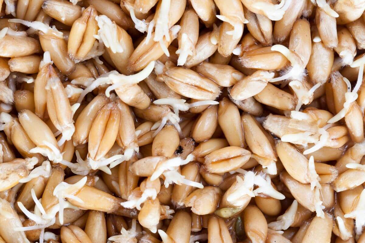 Why Grains with FODMAPs Might Cause IBS Flare-Ups - My Good Gut